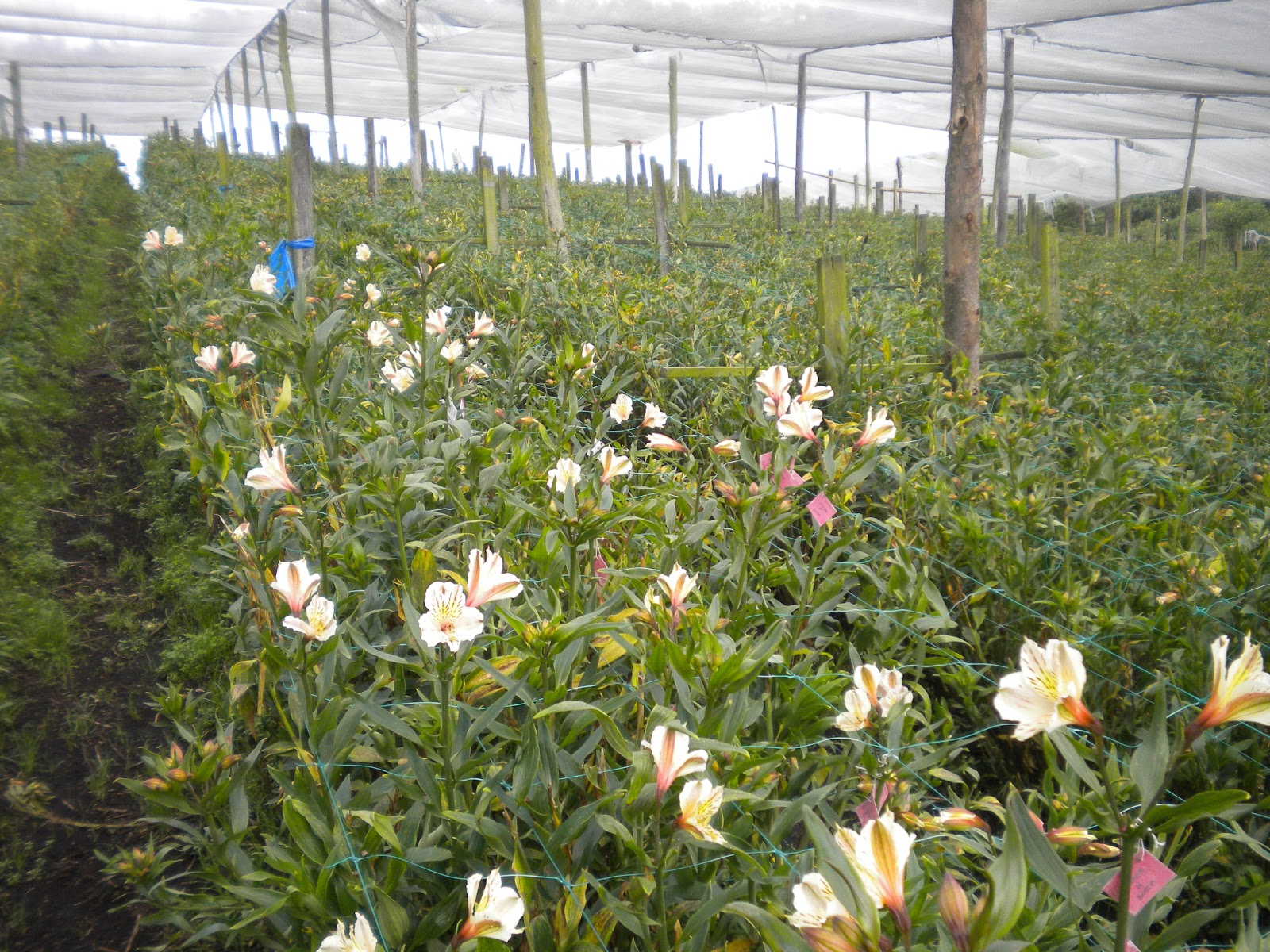 fitohibridando astromelia