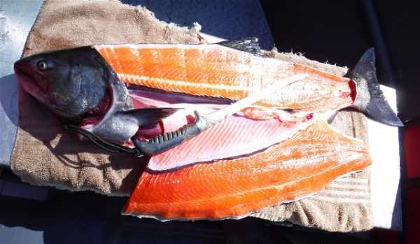 Rogue River Fishing Guides | Fishing The Rogue | Fishing Trips, Report