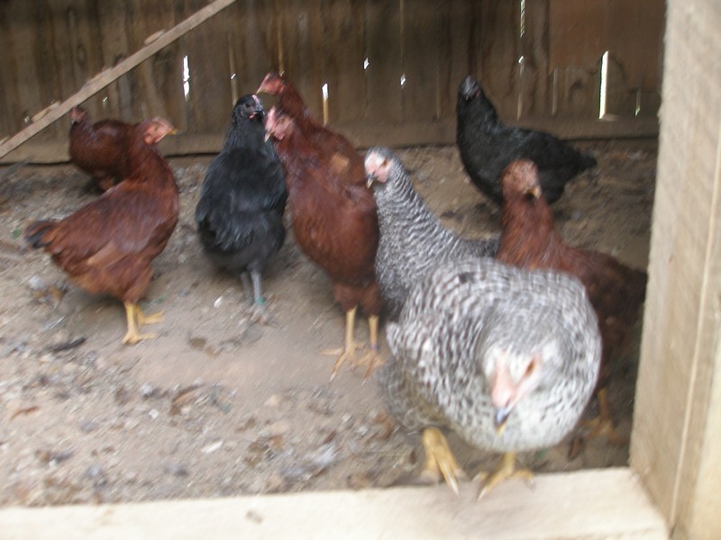 Thy Hand Hath Provided: The Yearly Chicken Transition