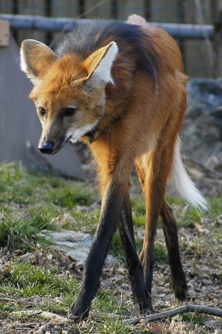Maned wolf, Distributed maned wolf, and food maned wolf part 2 ...