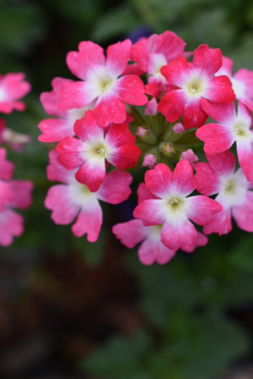 Flower of the day by Frances: Flower of the Day - Pink Verbena Lascar