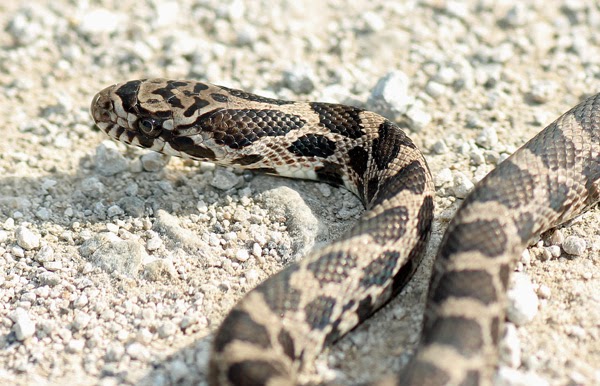 Indiana Black Rat Snake Snake Fox Western Rattlesnake Rat Awareness ...