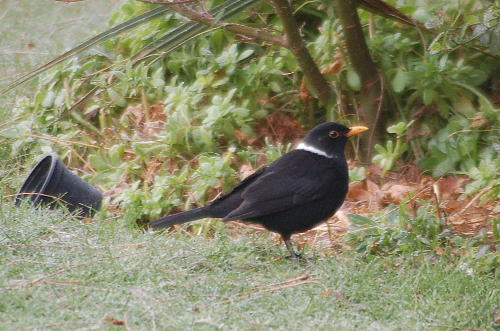 Brian's birding blog: White Necked Blackbird finally drops in