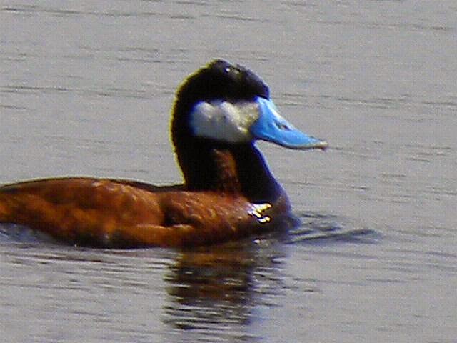 WONDERFUL WILDLIFE: BIRDY BEAKS