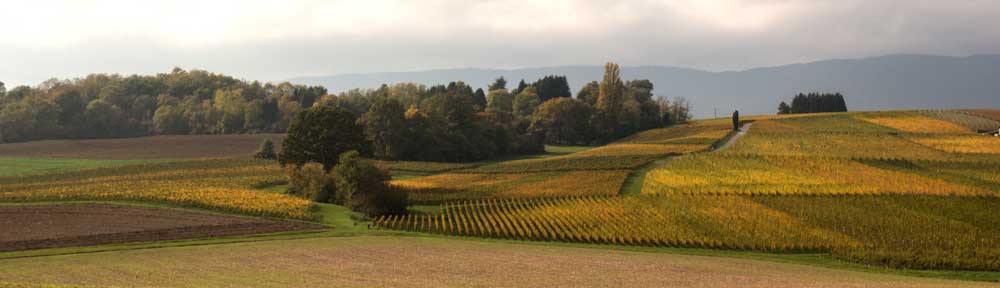 Balades et randonnées: Dardagny - Challex - Dardagny
