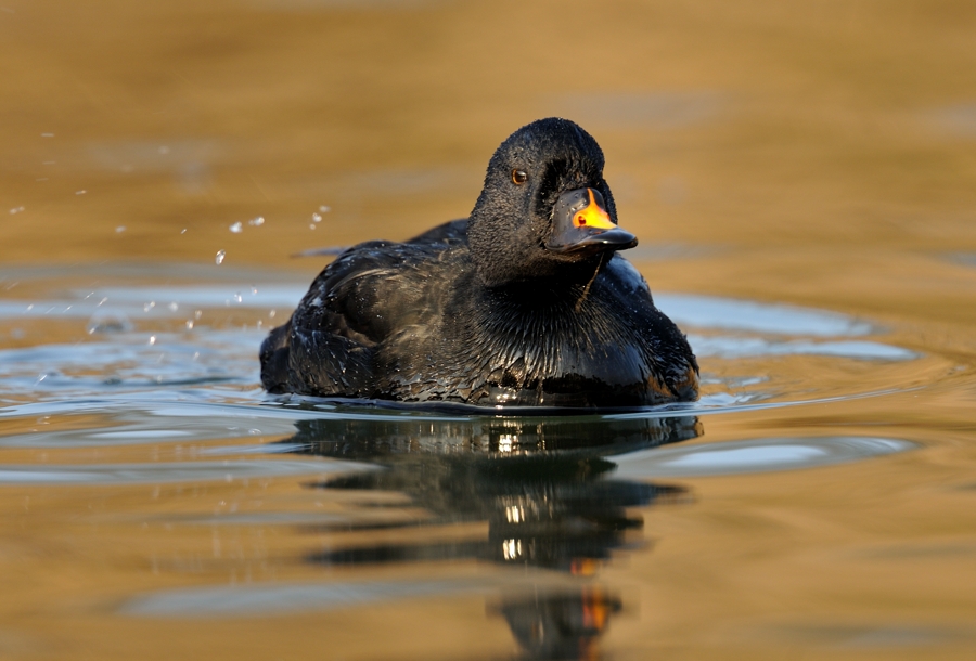 Steve Rogers birding: Drake Common Scoter on Swanpool, Falmouth