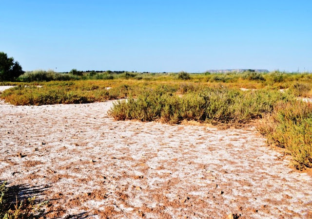 LAS CHESAS: LA PÉRDIDA DEL SUELO: EROSIÓN Y SALINIZACIÓN