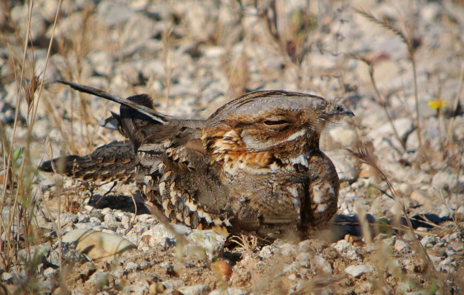 Aves y Fotografía de Naturaleza: Chotacabras Cuellirrojo, Caprimulgus ...