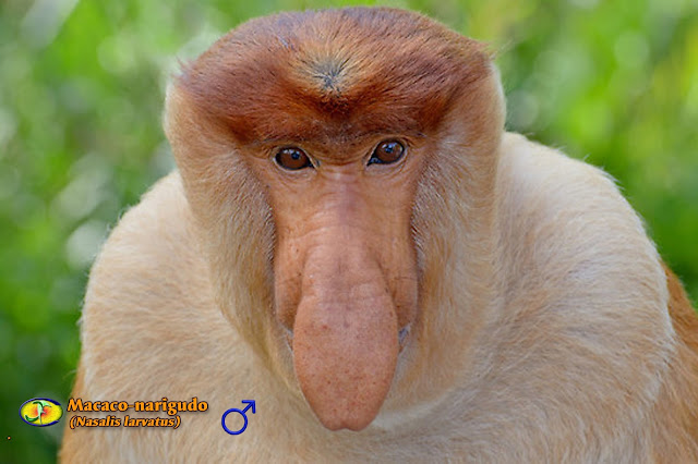 Zoologia: Macaco-narigudo (Nasalis larvatus)