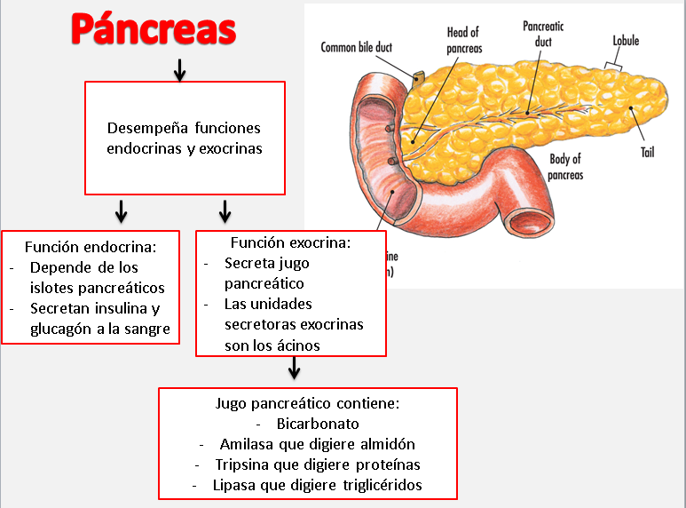 Carolina Checa: Hígado, Páncreas y Vesícula Biliar