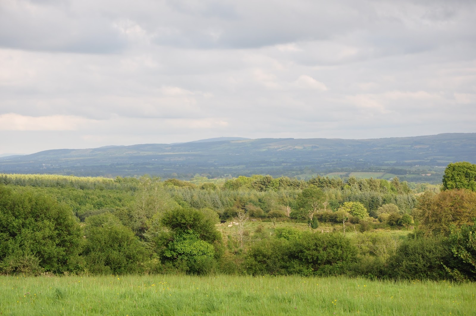 Druid's Cottage, Tulla, Ireland | I have the wanders