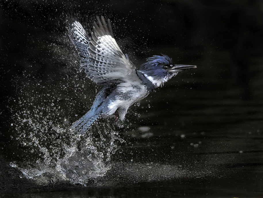 Ben Franklin Crafts and Frame Shop: Featured Photography in Bonney Lake