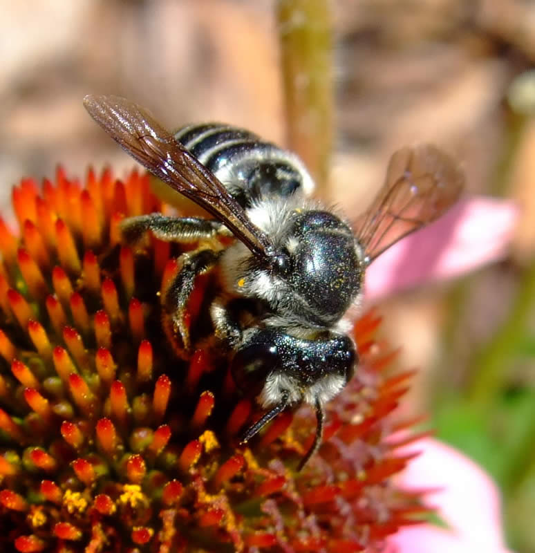 JeffCo Master Gardeners: Pollinator of the Week: Leaf Cutting Bees