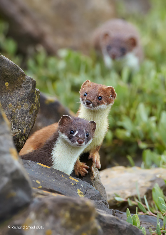 Wildlife Photographic Journals