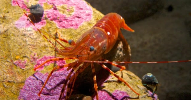 Topical Tens: 10 May: National Shrimp Day