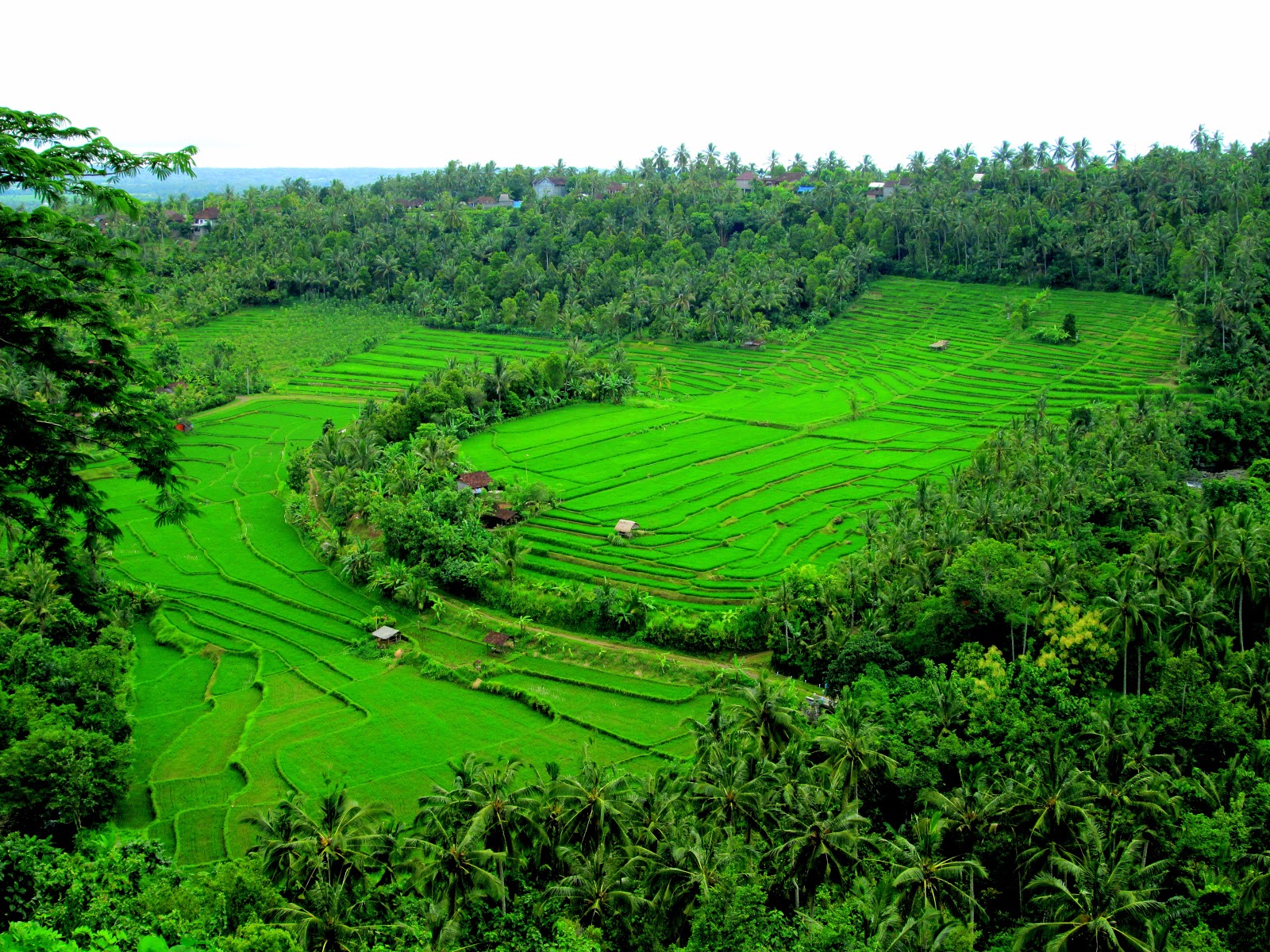 Berangbang Village: Persawahan di Desa Berangbang