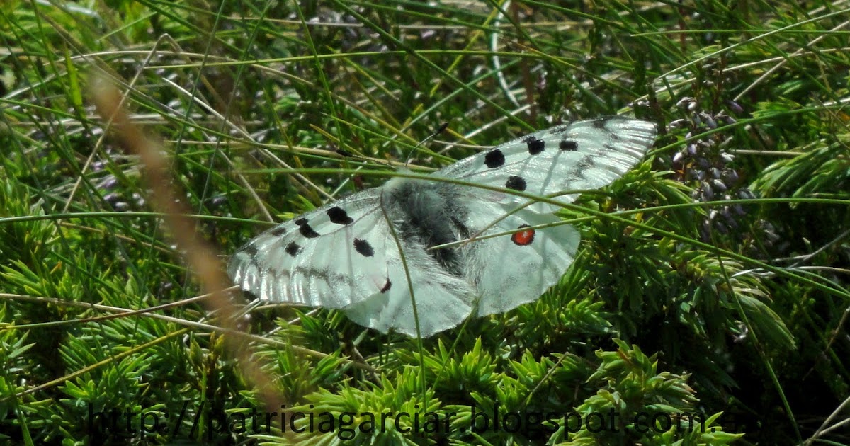 Naturaleza en imagenes: Apolo - Familia Papilionidae