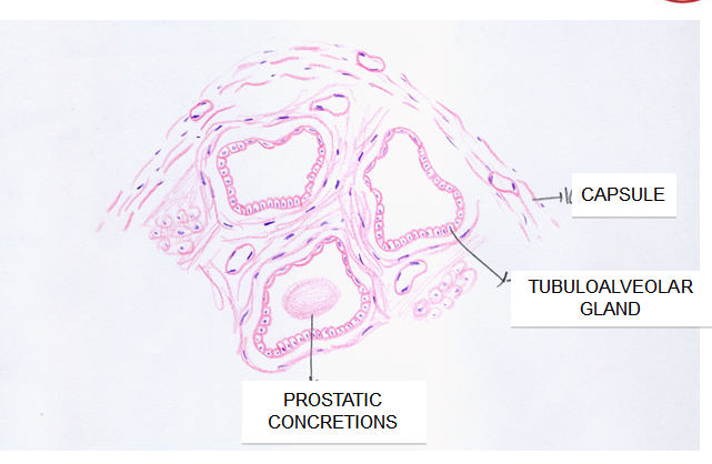 Prostate Histology Labeled