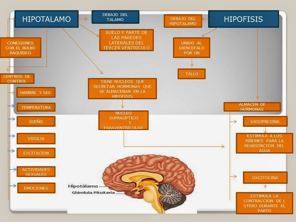 fisiologia basica: HIPOTALAMO-MESENCEFALO