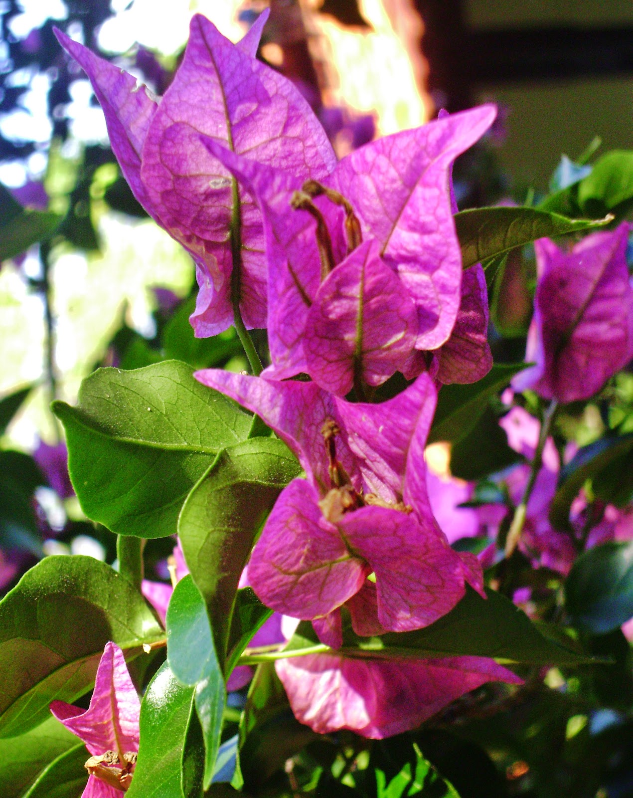 Ver de Vida: Buganvilias, Cores e Brácteas