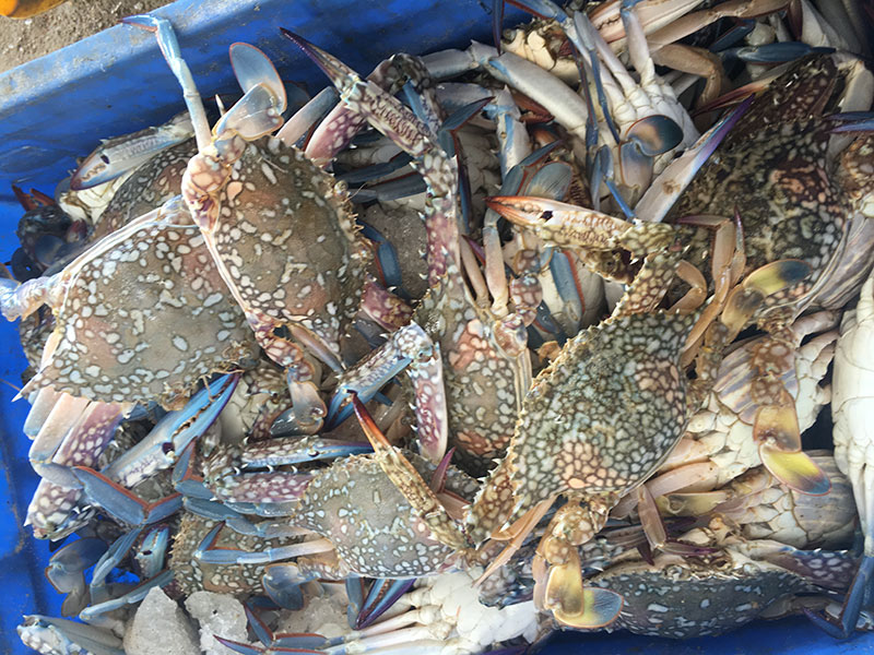 Crab Export from India - Mud Crab Exporters, Mud Crab Manufacturers ...