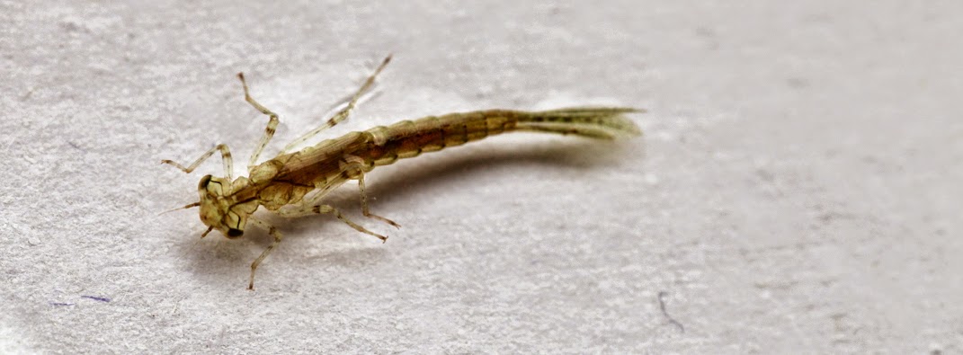 Nano-Aquarium für Anfänger: Kleinlibellenlarve Zygoptera im Aquarium