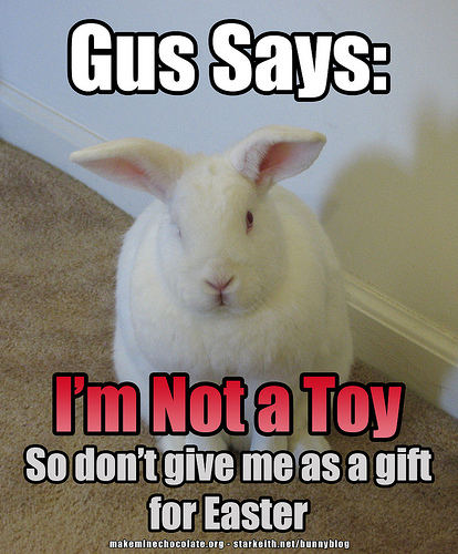 Rabbit Ramblings: Bunny advocacy memes