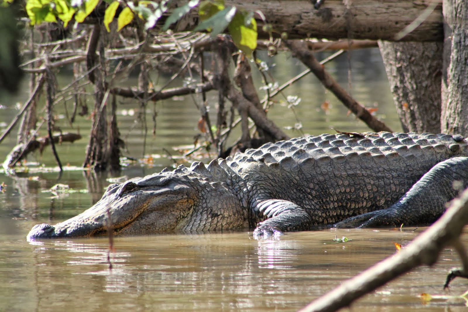 Here and There: LIFE ON THE BAYOU