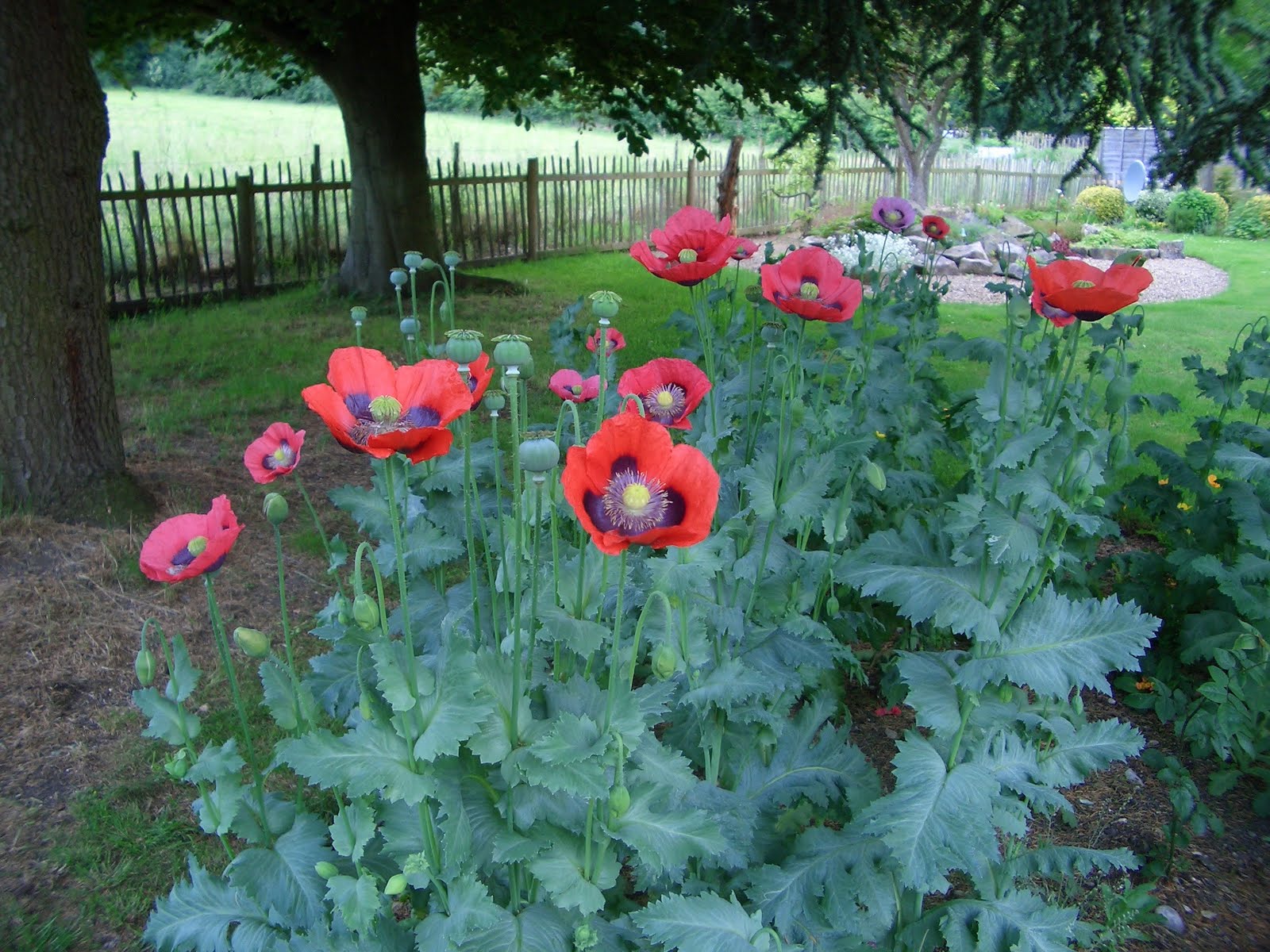 BimbiPea: Mohnblumen/Poppies