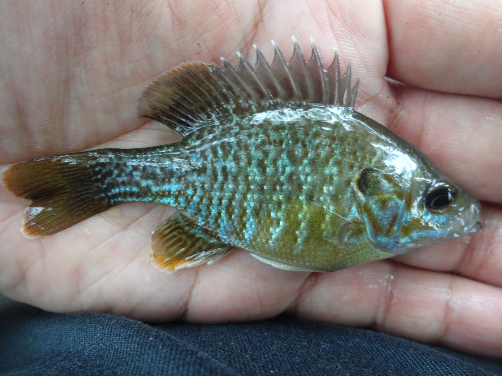 Extreme Philly Fishing: Be a "Sunfish Expert:" A Simple Guide for ...
