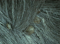 Macam-Macam Penyakit Kulit pada Anjing dan Penjelasannya - Mydokterhewan