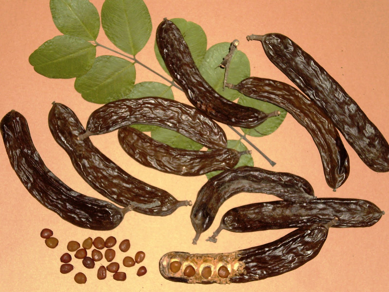 UECP IES SANTA MARIA : LA ALGARROBA