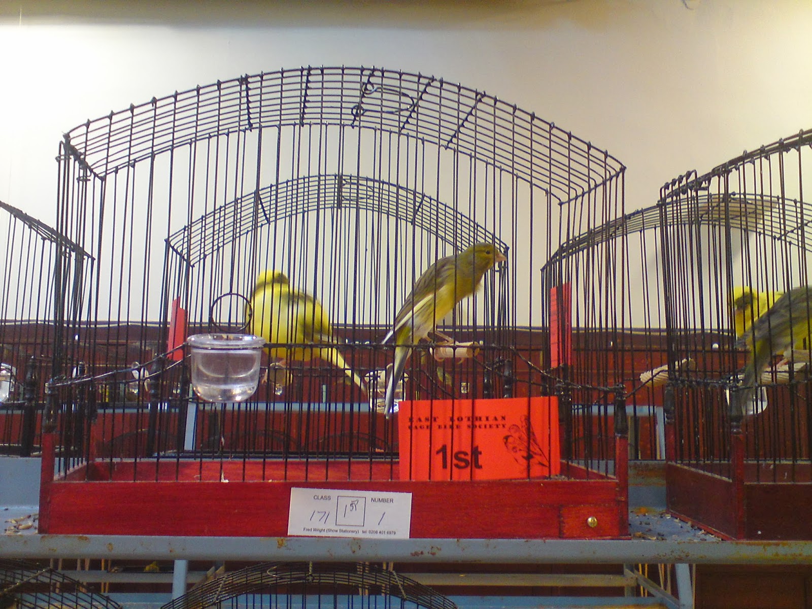 a scotch fancy canary blog: October 2013