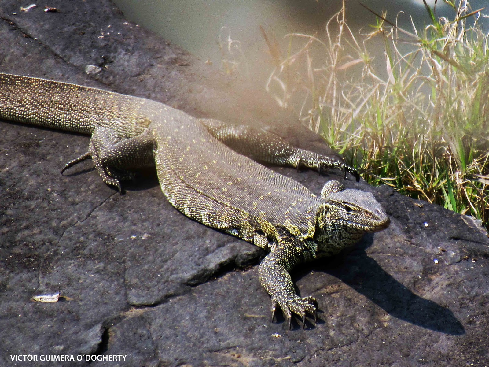 Mis imágenes de aves: VARANO DEL NILO