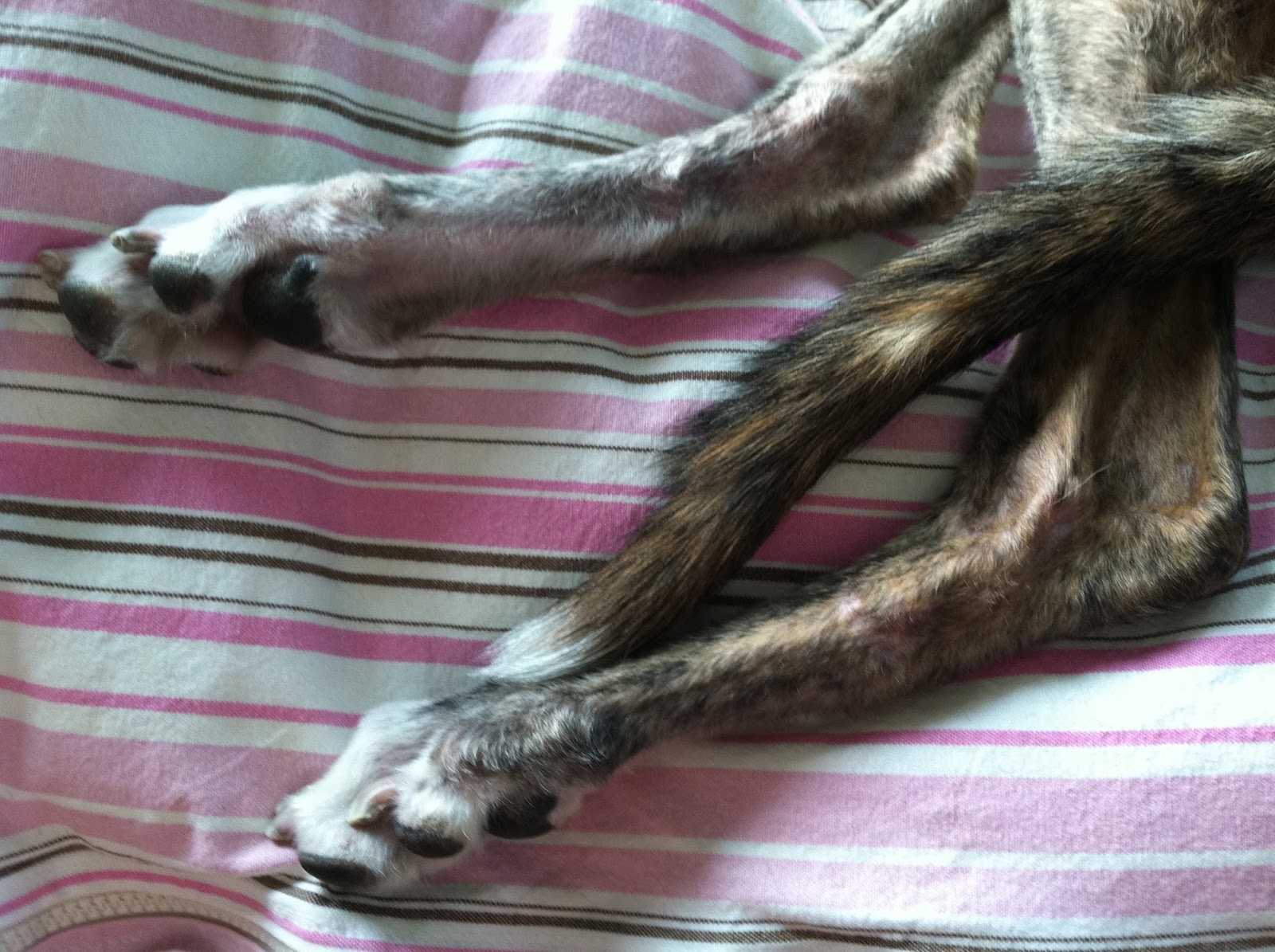 Northern Lights Greyhound Adoption Dog Blog: NLGA Photo Roundup ...