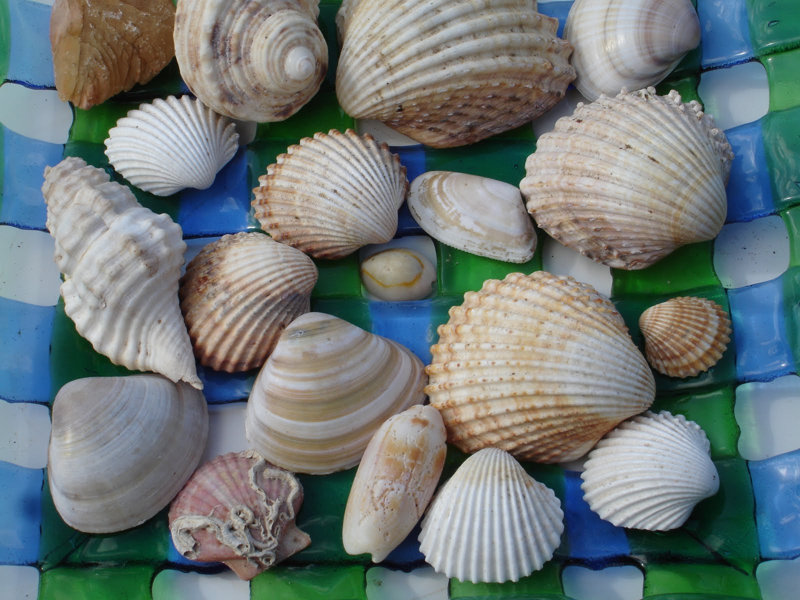 Kochbuch für Max und Moritz: Priesterwürger mit Muscheln, Garnelen und ...