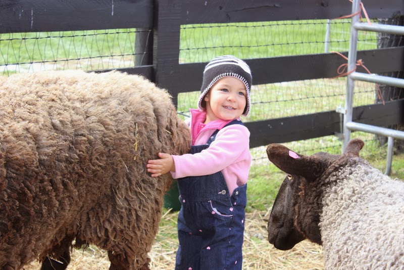 small farm girl: Hug A Sheep Day 2013 (Picture Heavy)