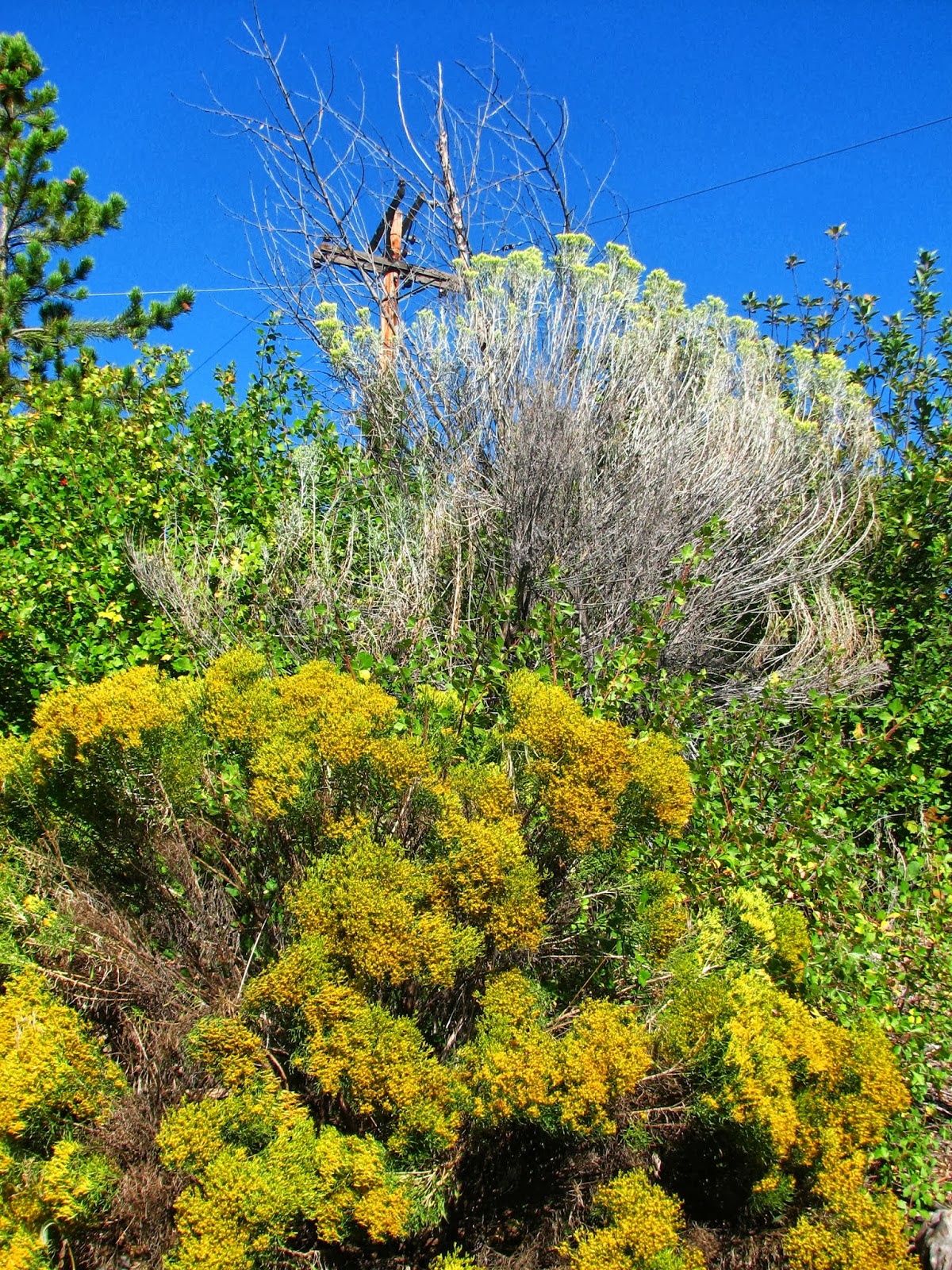 Flora montana: Rabbitbrush