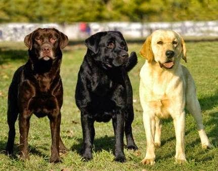El Labrador Retriever | Mascotas en casa