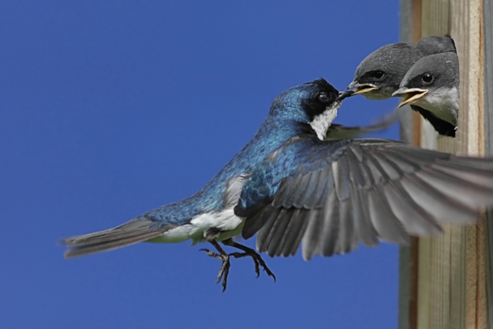 Steve Byland Nature Photography: Create Your Own Bird Sanctuary