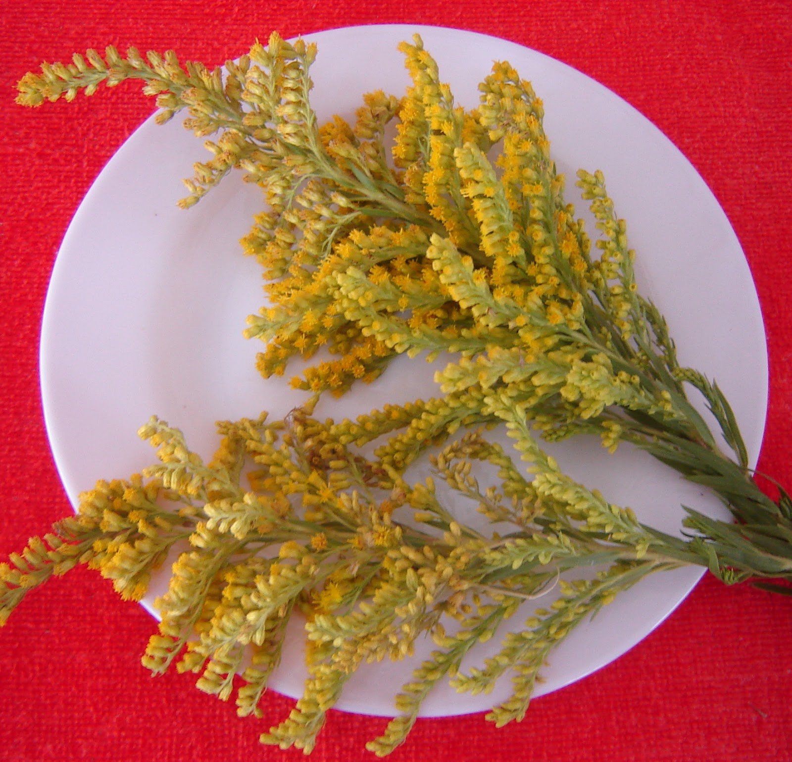 v e r d e c h a c o: marzo 2015