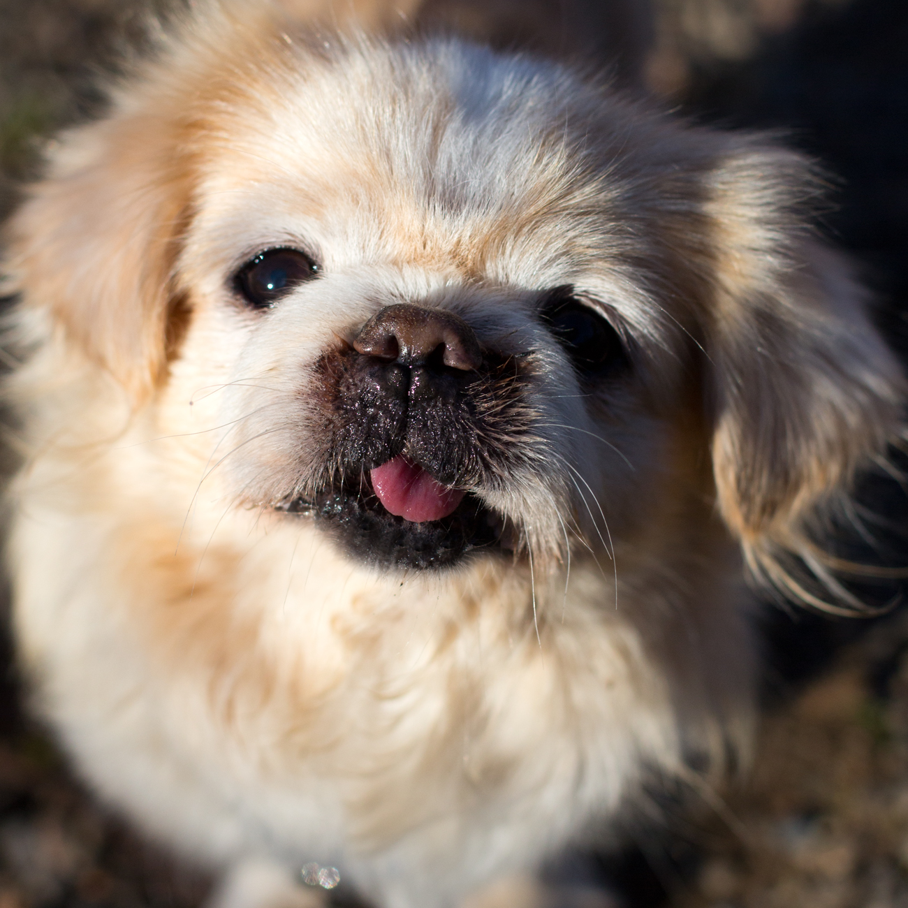 Shelter Dogs of Portland: "BRIE" loveable senior Pekingese mix
