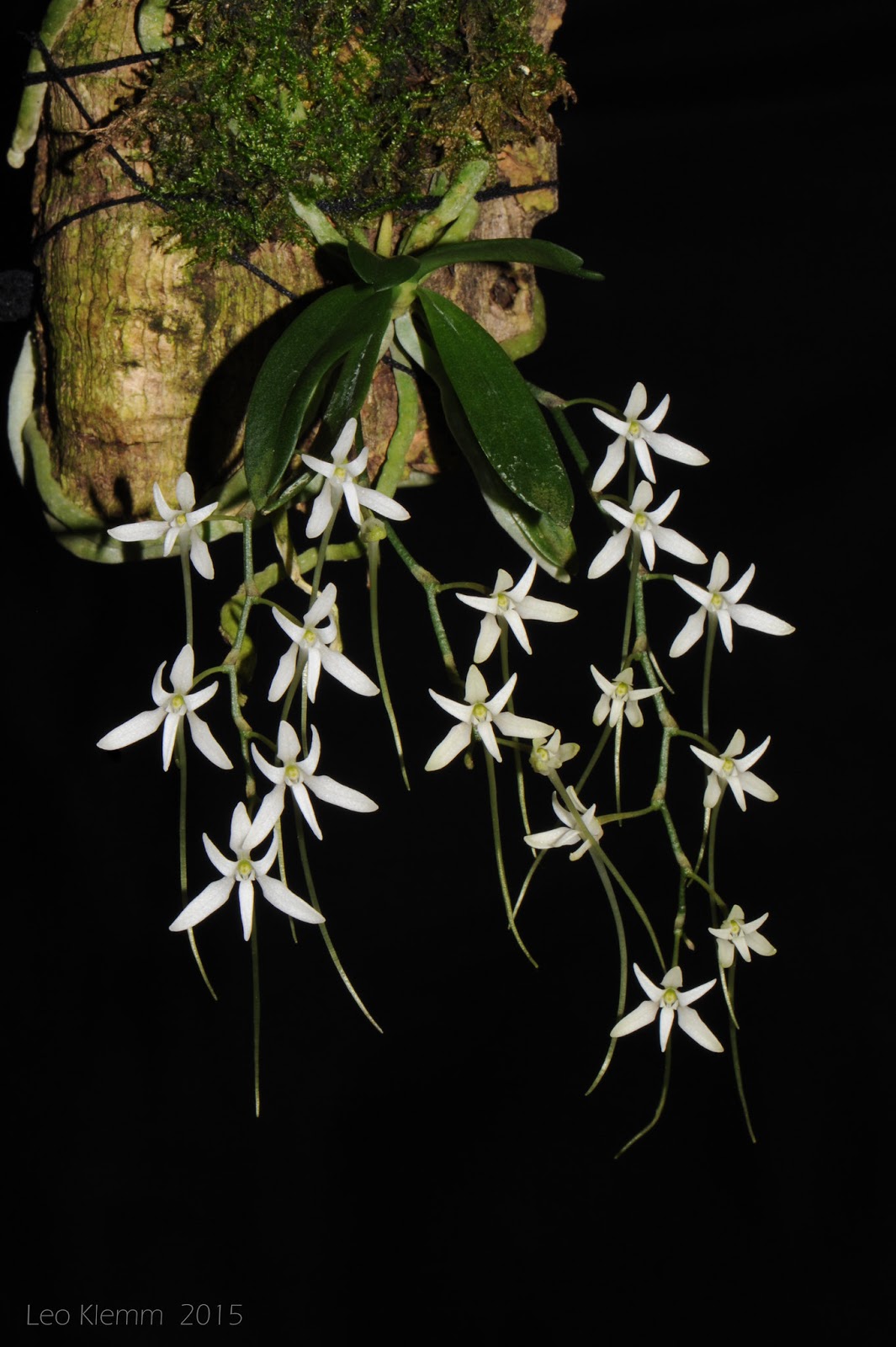 Mystacidium venosum orchid plant care and culture | Travaldo's blog
