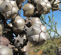 Esperance Wildflowers: Callitris roei - Roe's Cypress Pine