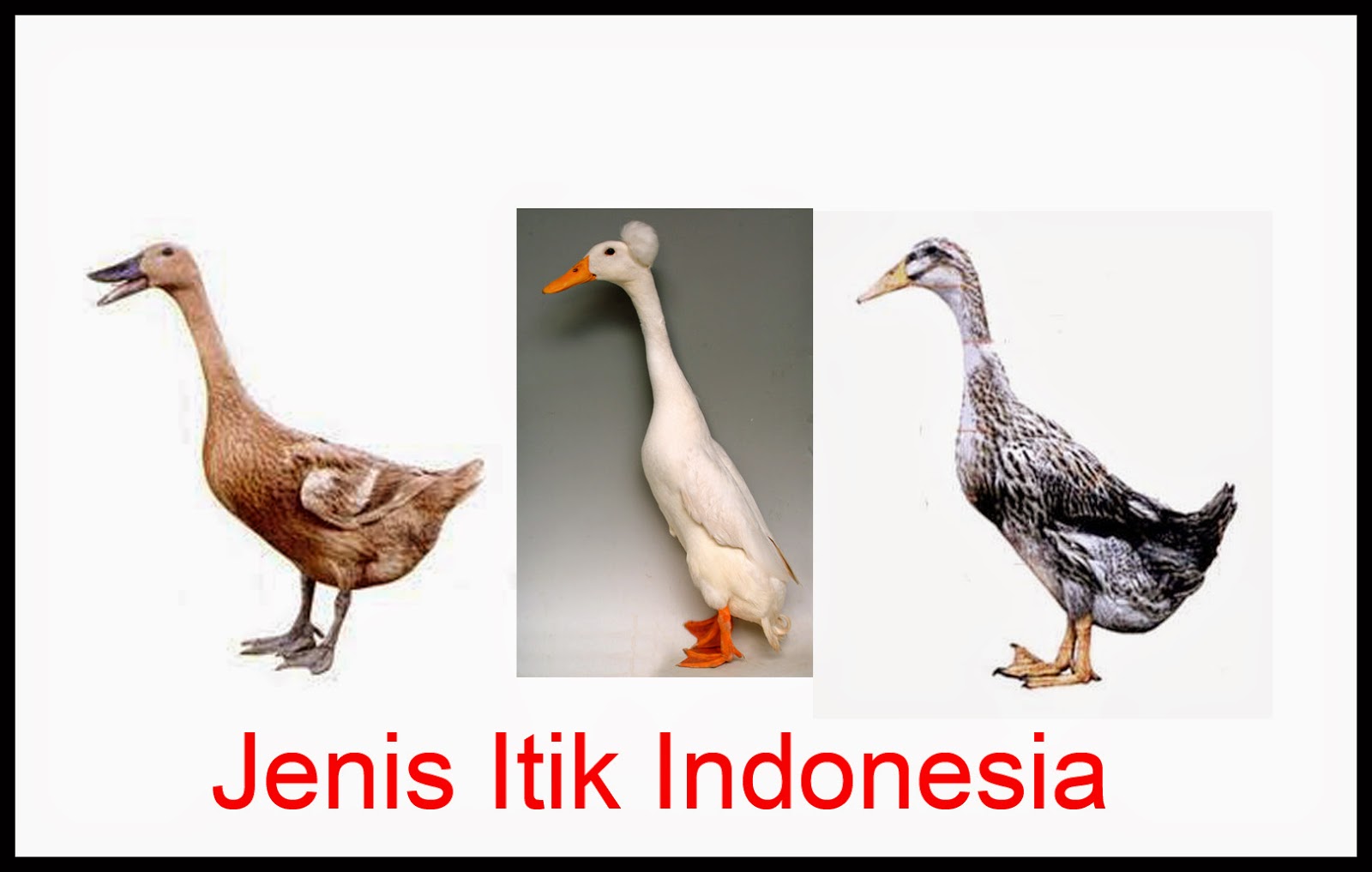 Jenis Itik Yang Terdapat Di Indonesia | Tips Seputar Pertanian