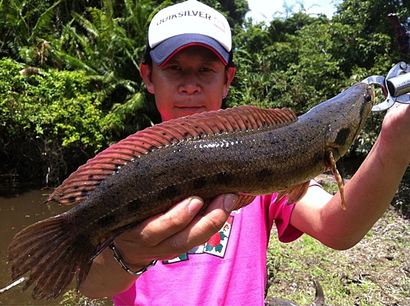 ANGLING WORLD 魔魚釣界: Forest Snakehead