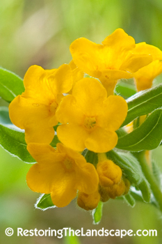 Restoring The Landscape With Native Plants: Native Plant of the Week ...