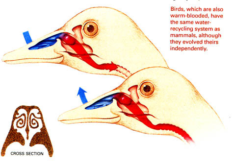 The Biologian: The Palate - Yet Another Difference Between Mammals and ...
