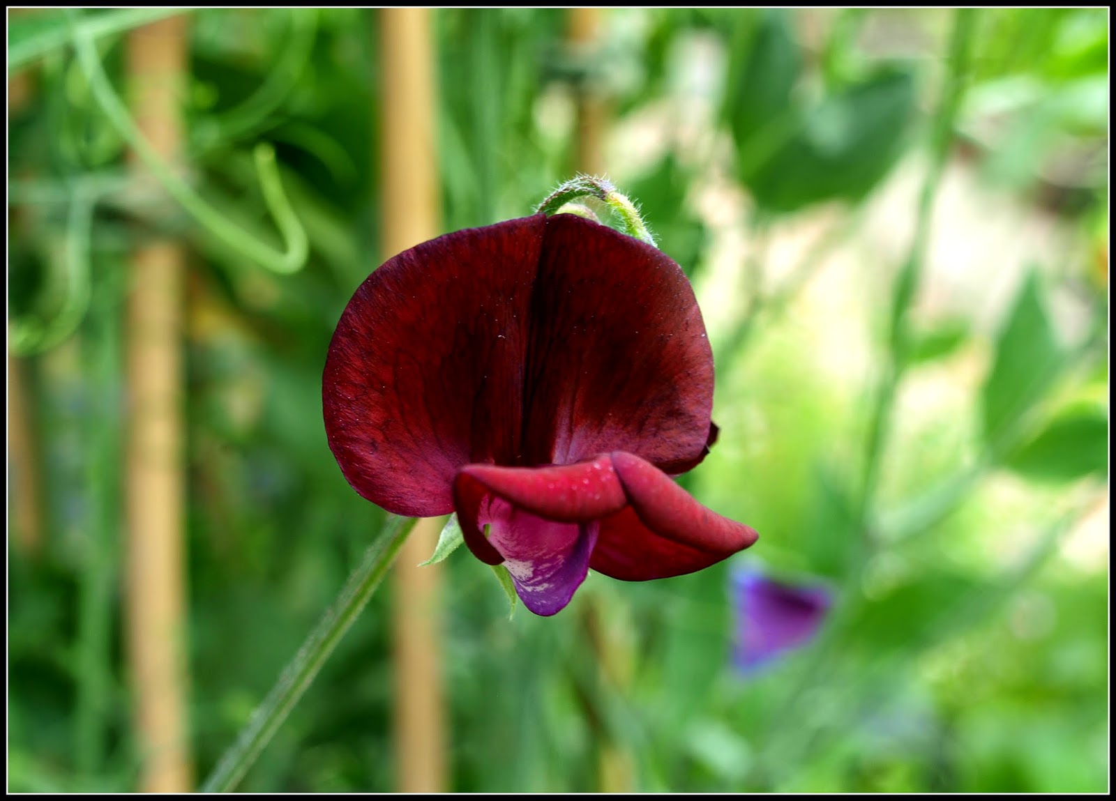 Mark's Veg Plot: Sweet Pea Gallery