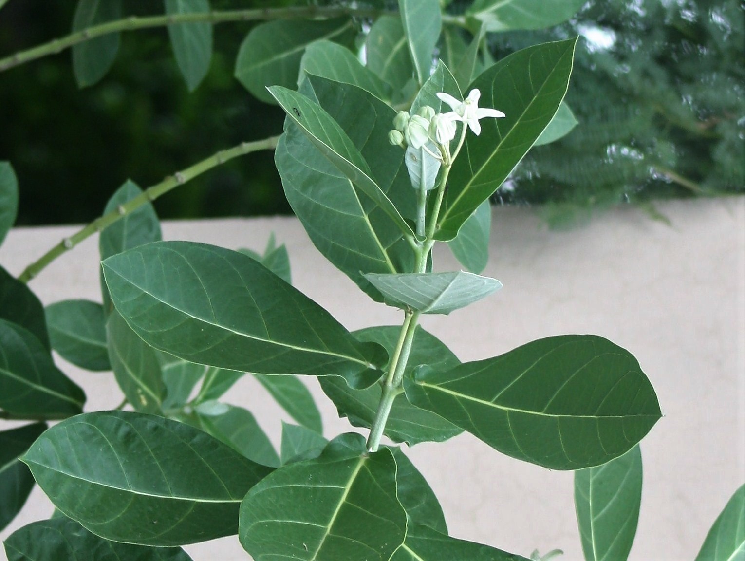 Plantas: Beleza e Diversidade: Ciúmes (Calotropis gigantea)